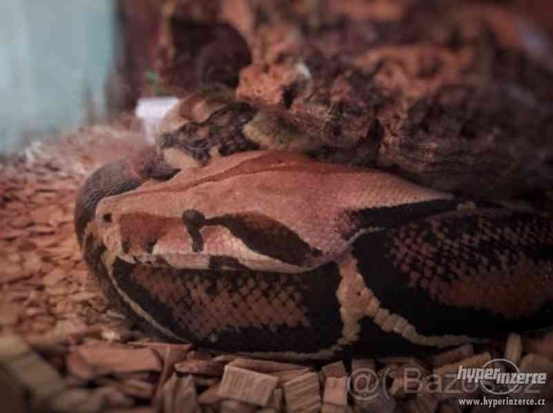 Hroznýš královský - bazar - Hyperinzerce.cz