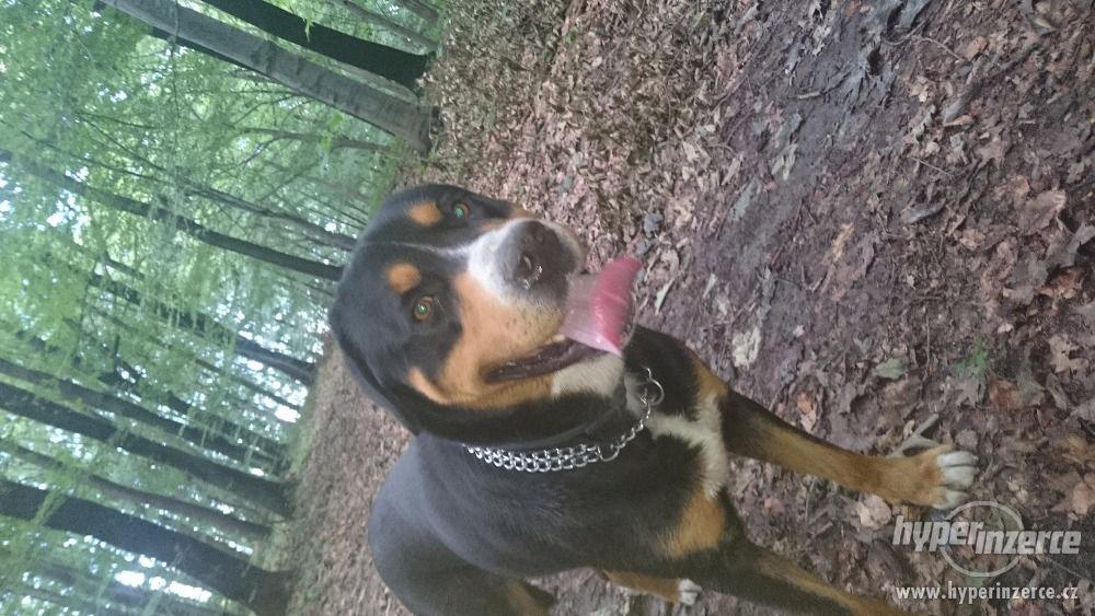 VSSP Velky svycarsky pes -nabizim psa ke kryti Ostrava - bazar ...