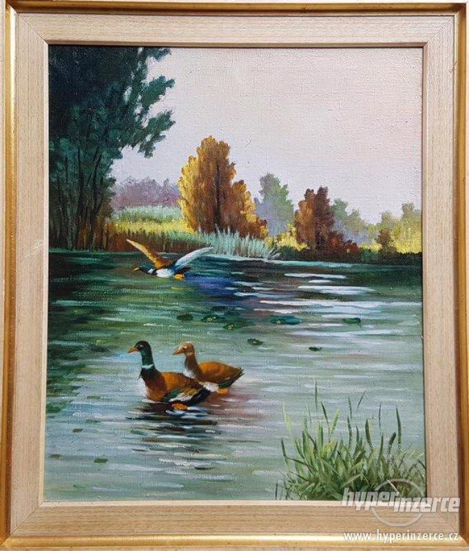 Kachny na rybníce - bazar - Hyperinzerce.cz