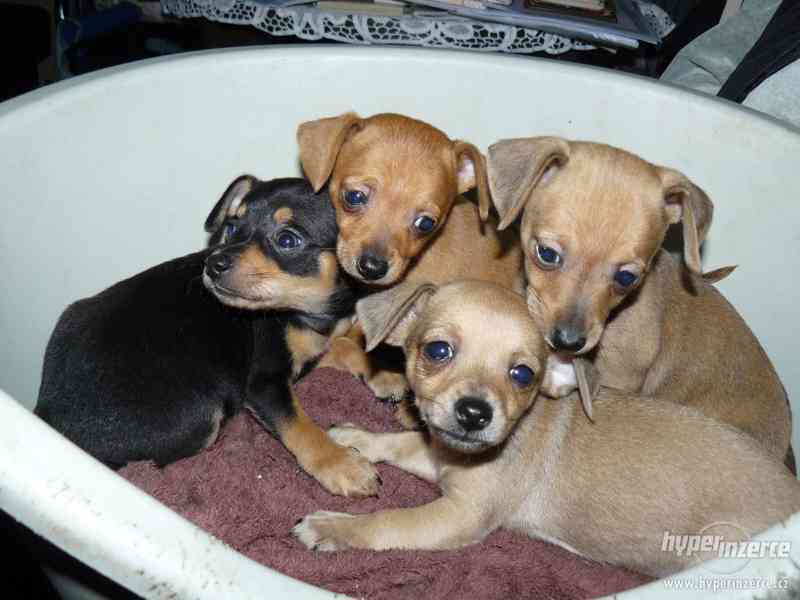 Pražský krysařík - bazar - Hyperinzerce.cz