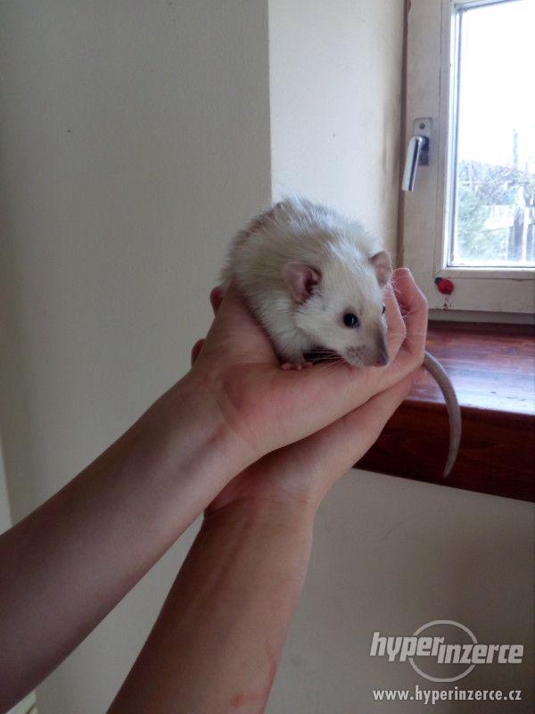 SIAMSKÝ POTKAN DUMBO - bazar - Hyperinzerce.cz