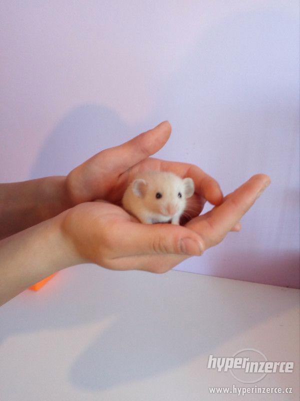 SIAMSKÝ POTKAN DUMBO - bazar - Hyperinzerce.cz