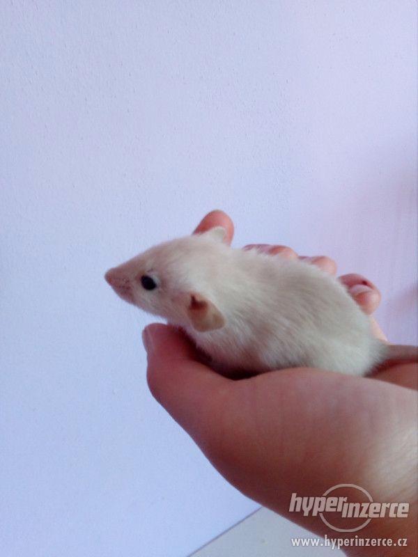 SIAMSKÝ POTKAN DUMBO - bazar - Hyperinzerce.cz