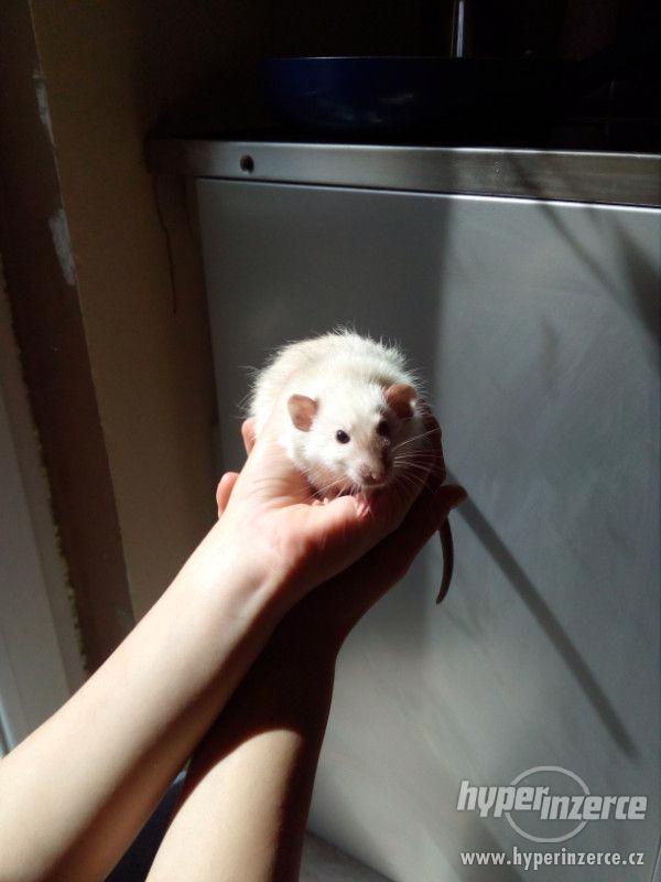 SIAMSKÝ POTKAN DUMBO - bazar - Hyperinzerce.cz