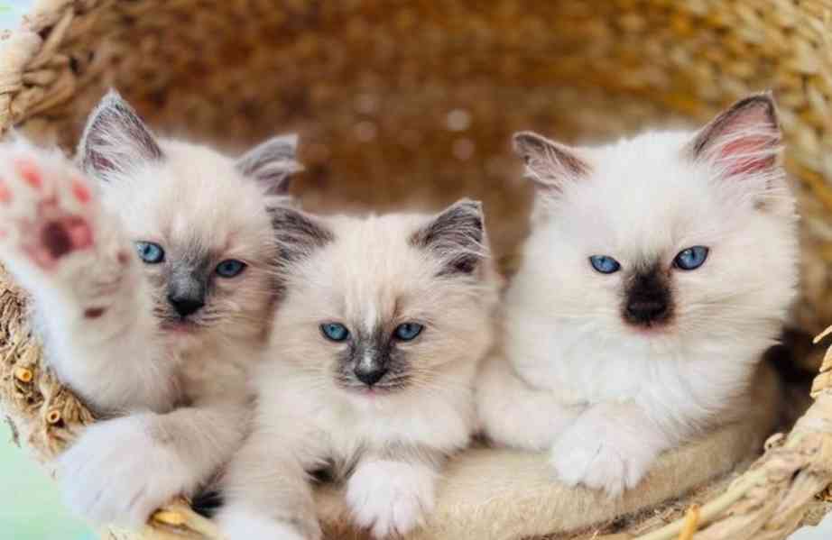 Kotě typu Ragdol - bazar - Hyperinzerce.cz