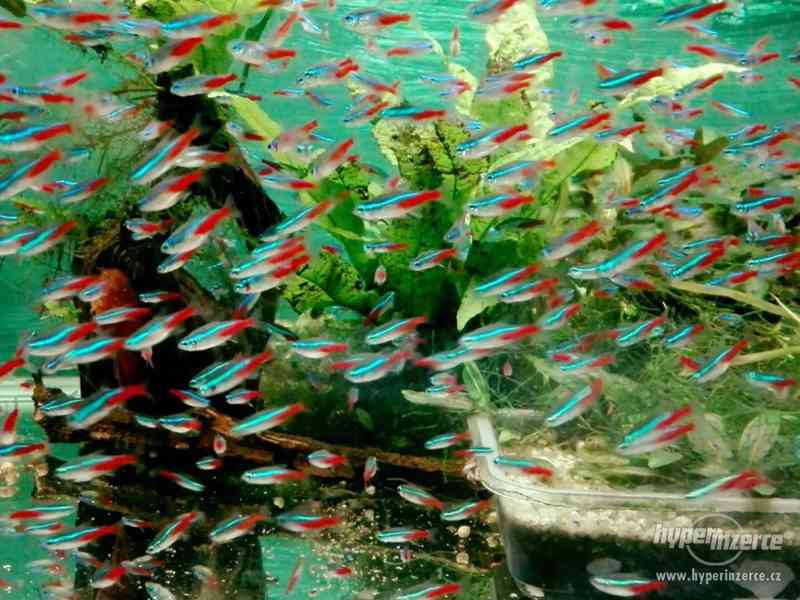 Akvarijní ryby - bazar - Hyperinzerce.cz