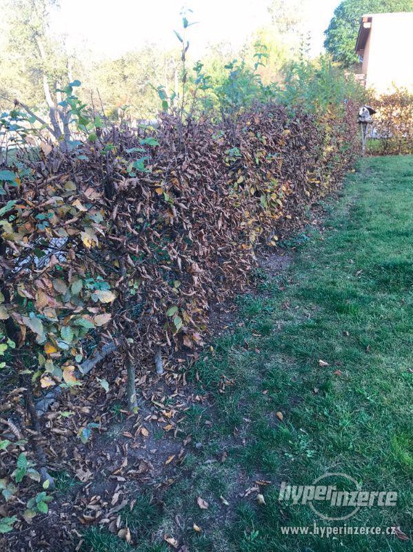 Habr vzrostlý živý plot - bazar - Hyperinzerce.cz