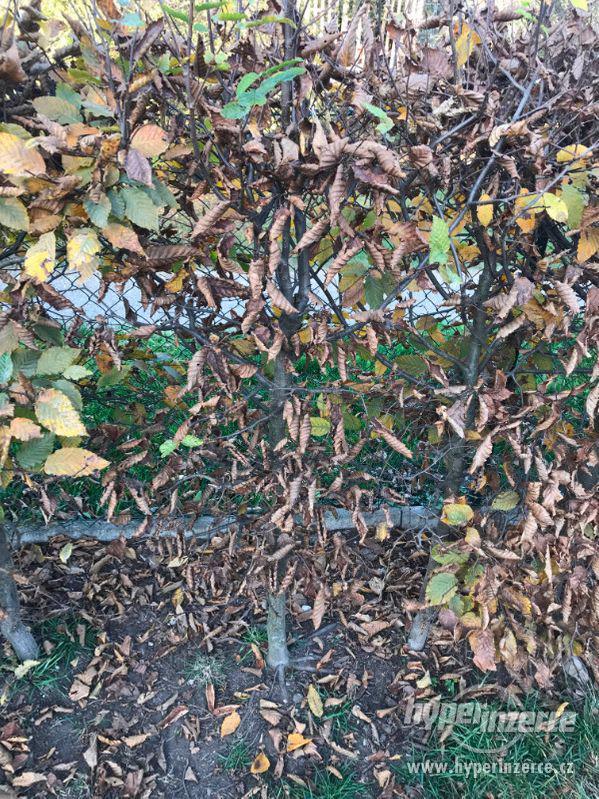 Habr vzrostlý živý plot - bazar - Hyperinzerce.cz