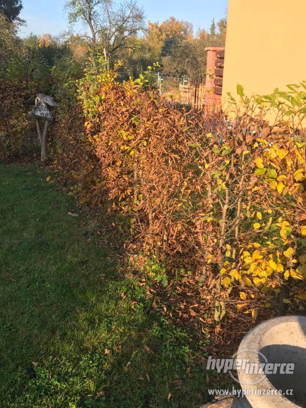 Habr vzrostlý živý plot - bazar - Hyperinzerce.cz
