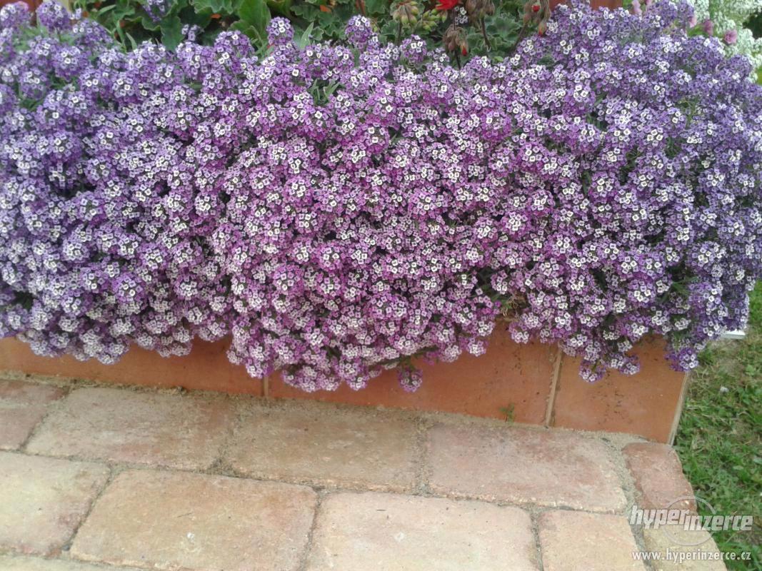 Lobularia Lavender Stream - bazar - Hyperinzerce.cz