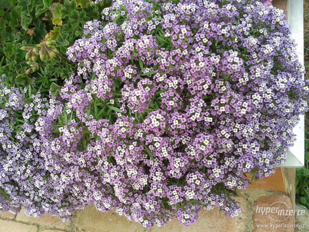 Lobularia Lavender Stream - bazar - Hyperinzerce.cz