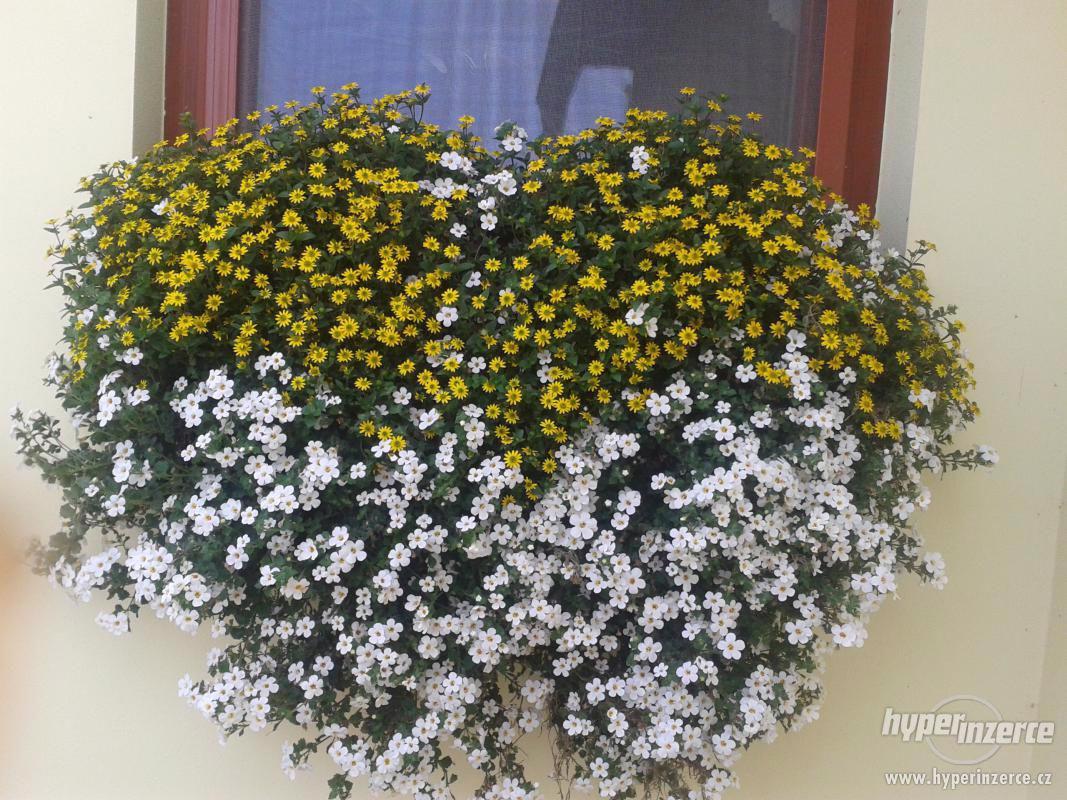 Lobularia Lavender Stream - bazar - Hyperinzerce.cz