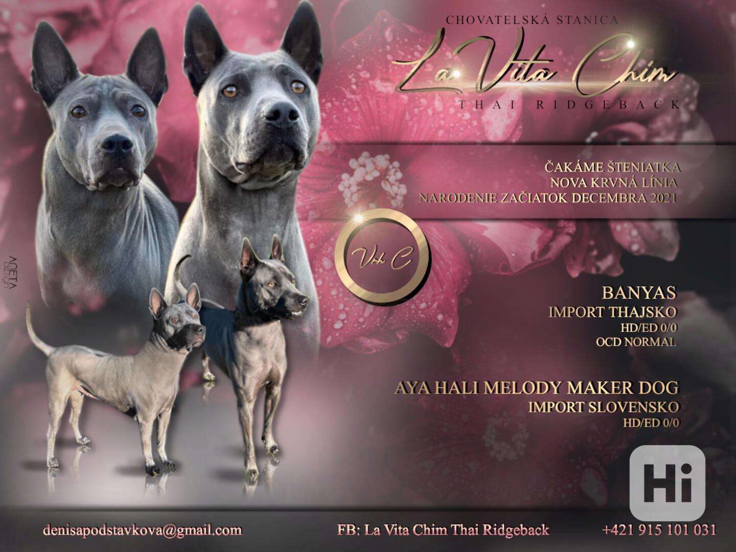 Thajsky ridgeback - bazar - Hyperinzerce.cz