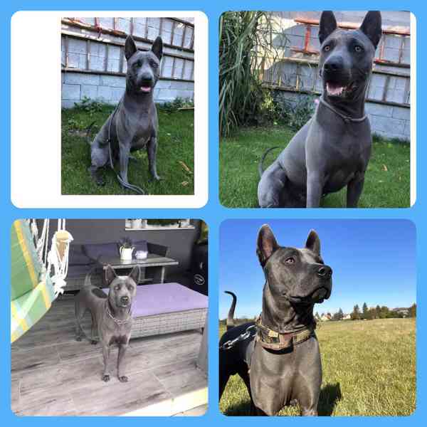 Thajsky ridgeback - bazar - Hyperinzerce.cz