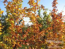 Habr obecný pro krásný živý plot - bazar - Hyperinzerce.cz