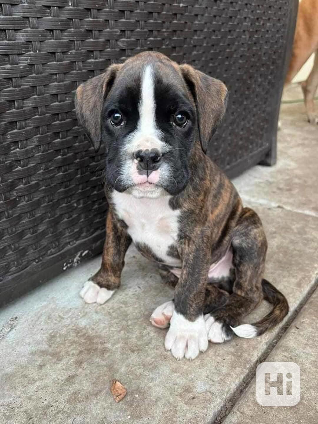 BOXER PUPPY - bazar - Hyperinzerce.cz