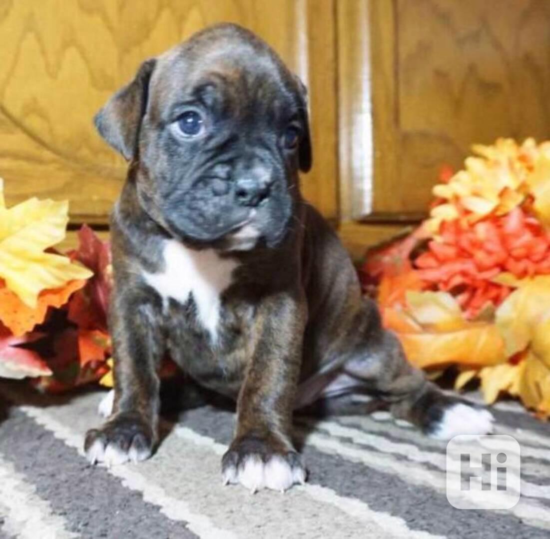 BOXER PUPPY - bazar - Hyperinzerce.cz