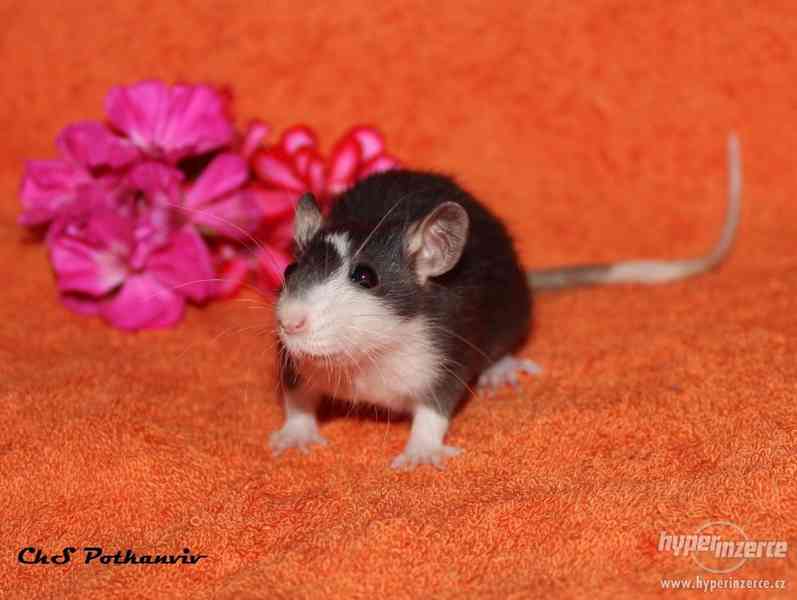 Mláďata dumbo potkánků potkani Dumbo potkan - bazar - Hyperinzerce.cz