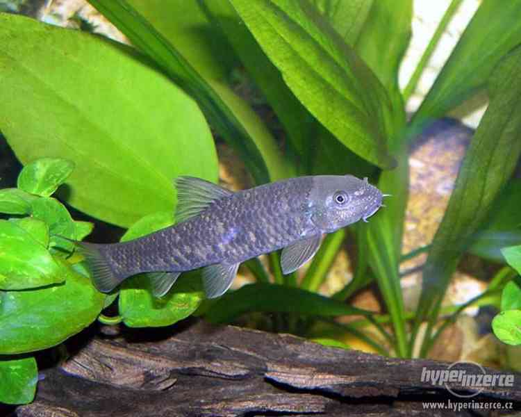 Garra rufa - bazar - Hyperinzerce.cz