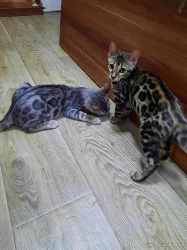 Bengalská kočka - bazar - Hyperinzerce.cz