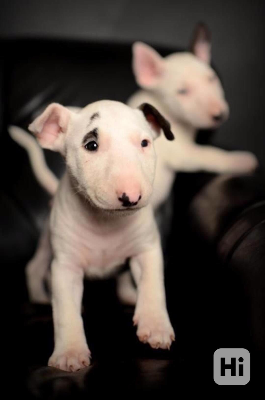 Prodám krásná štěňátka mini Bulteriéra - bazar - Hyperinzerce.cz