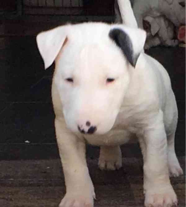 Štěňata bulteriéra - bazar - Hyperinzerce.cz