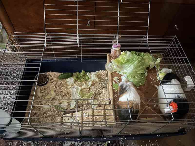 Morčata - Hyperinzerce.cz