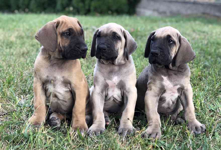 Štěňata Fila Brasileiro, brazilská fila - bazar - Hyperinzerce.cz