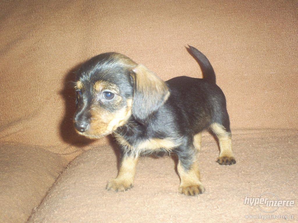 Daruji štěňata - bazar - Hyperinzerce.cz