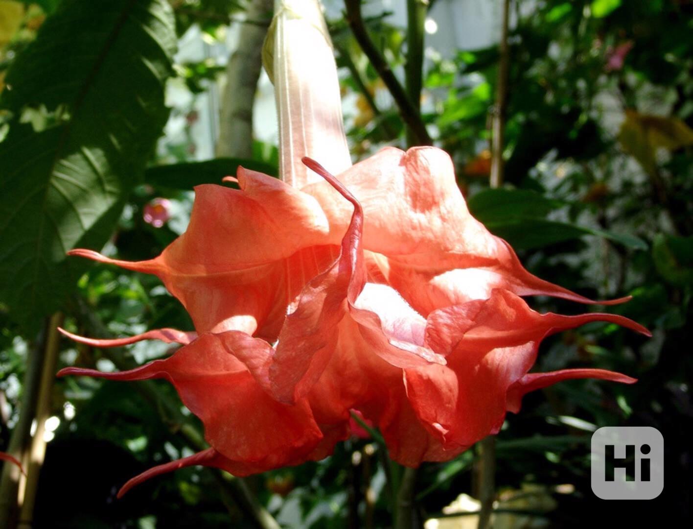 řízek Brugmansia Angels Exotic - Andělská trumpeta - bazar ...
