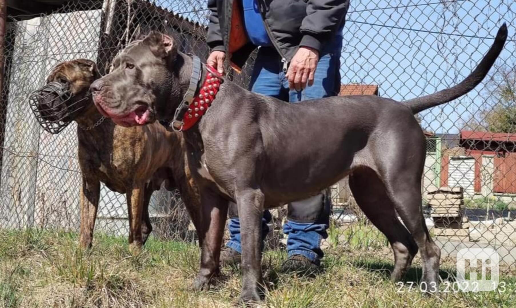 Americký bandog - bazar - Hyperinzerce.cz