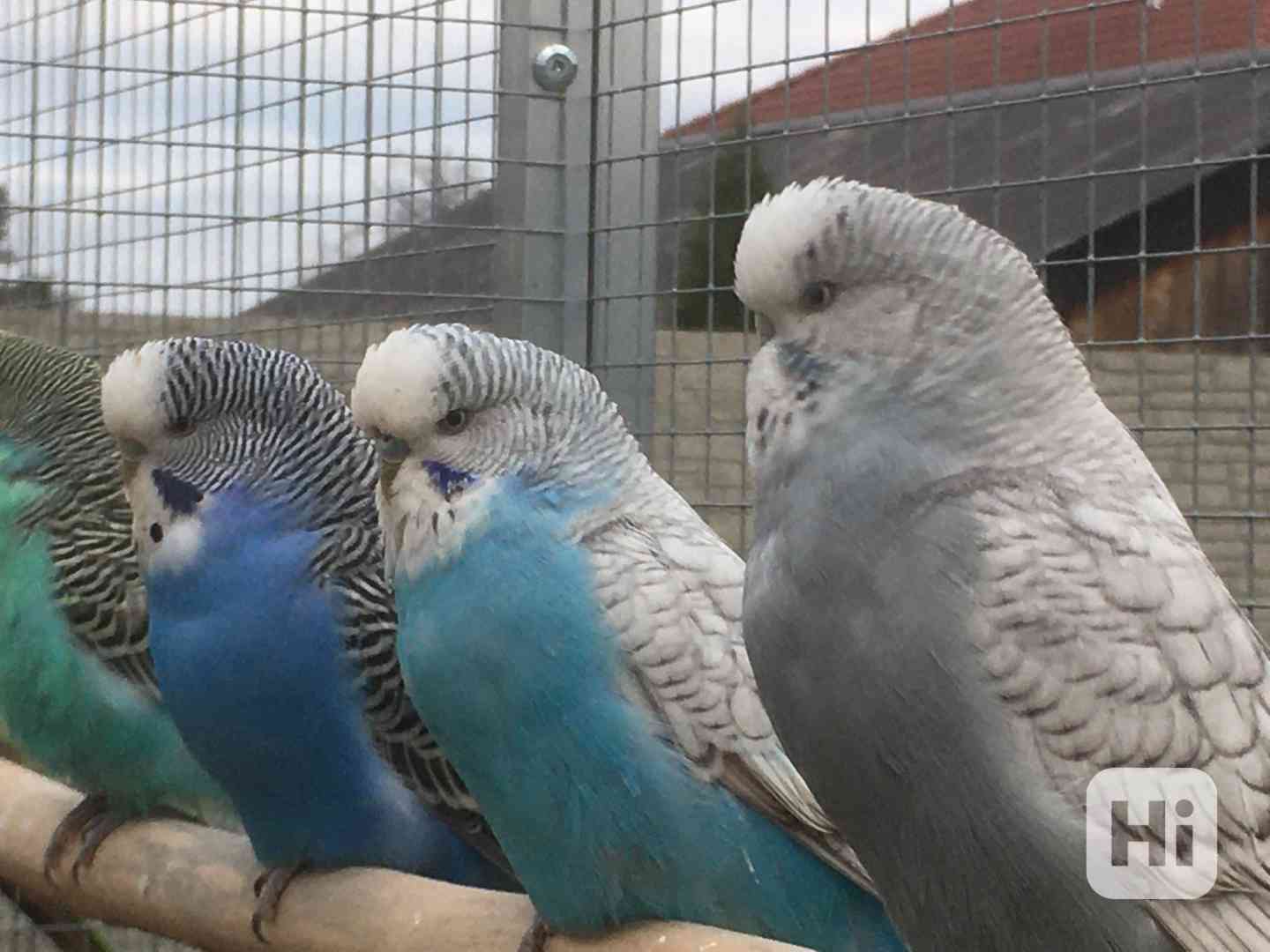 Prodám andulky z 4/2022 - bazar - Hyperinzerce.cz