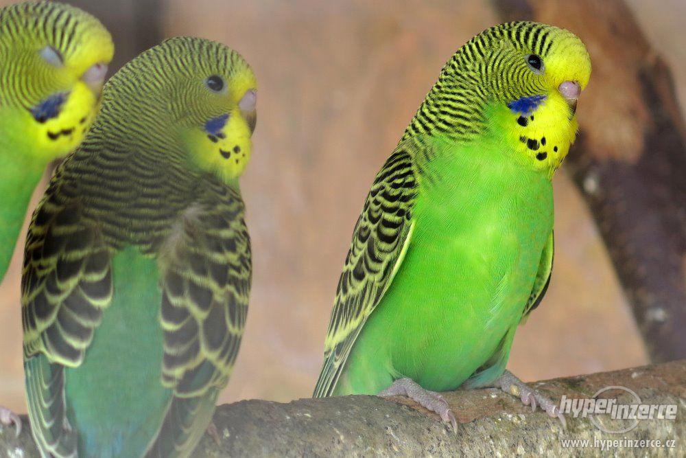 andulka vlnkovaná - bazar - Hyperinzerce.cz