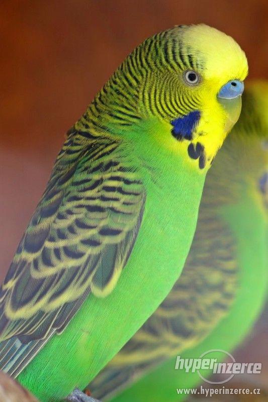 andulka vlnkovaná - bazar - Hyperinzerce.cz