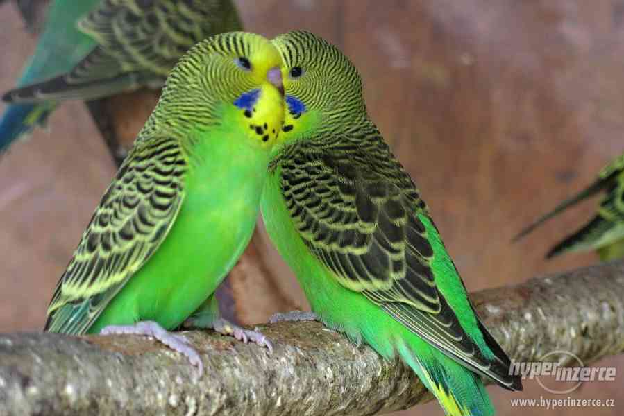 andulka vlnkovaná - bazar - Hyperinzerce.cz