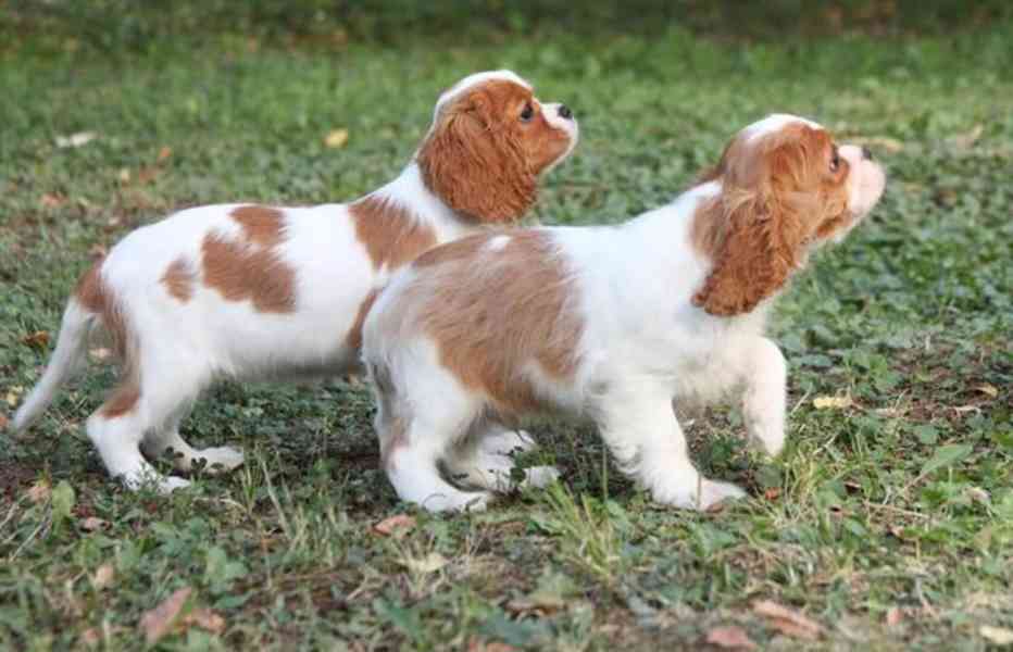 Kavalír King Charles španěl štěňata - bazar - Hyperinzerce.cz
