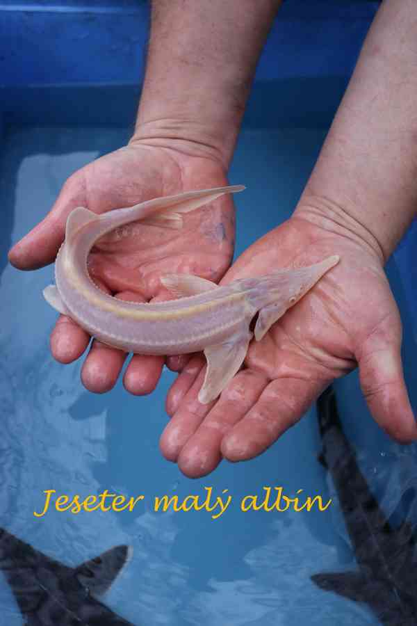 Jeseter ruský a jeseter malý albín - bazar - Hyperinzerce.cz
