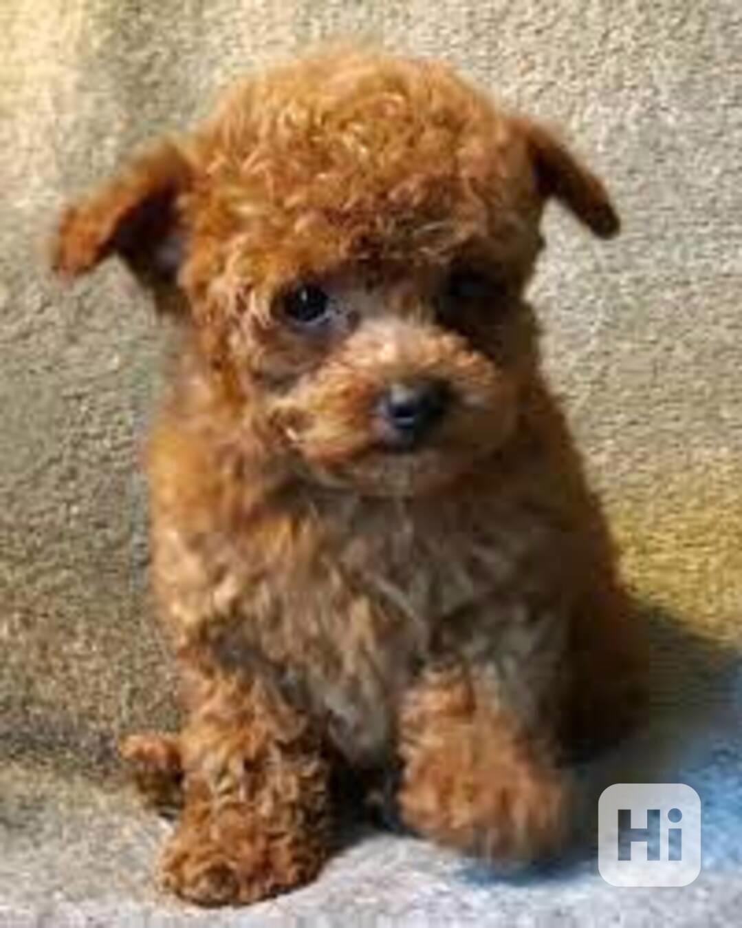 Štěně pudla - bazar - Hyperinzerce.cz