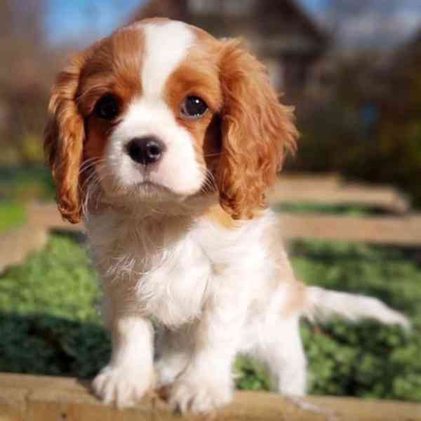 Kavalír King Charles Štenata hledají novou rodinu - bazar - Hyperinzerce.cz