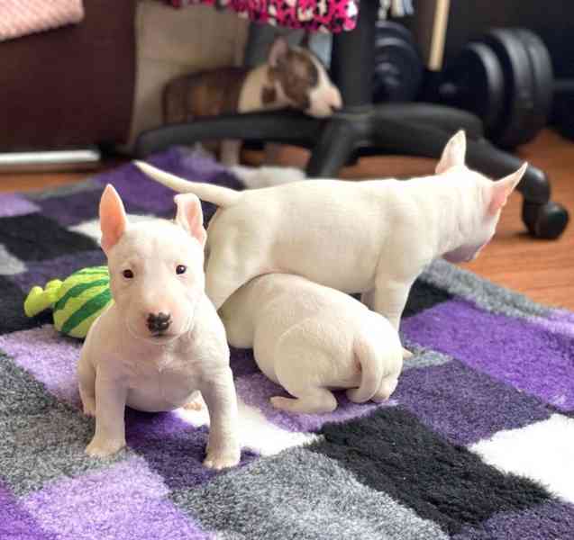 Úžasná štěňata bulteriéra s pp - bazar - Hyperinzerce.cz