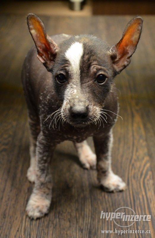 Štěně plemene: MEXICKÝ NAHÁČ (Xoloitzcuintle) VÝRAZNĚ SNÍŽEN - bazar ...