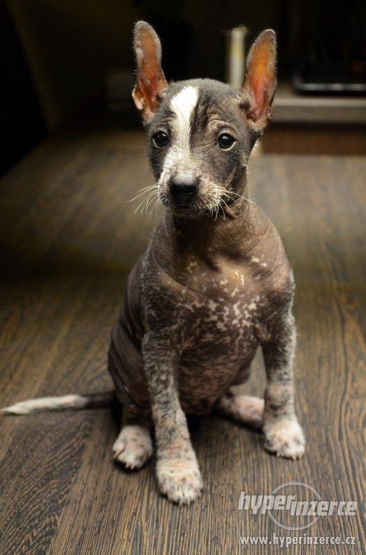 Štěně plemene: MEXICKÝ NAHÁČ (Xoloitzcuintle) VÝRAZNĚ SNÍŽEN - bazar ...