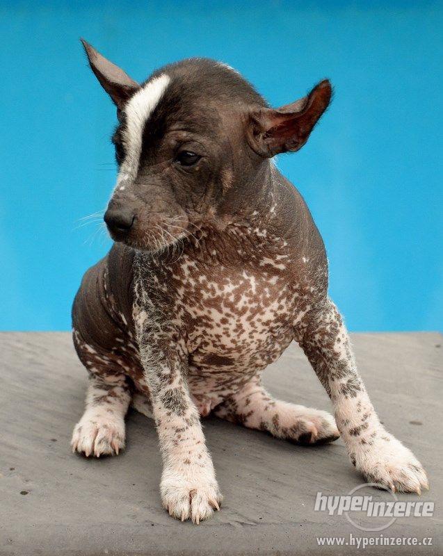 Štěně plemene: MEXICKÝ NAHÁČ (Xoloitzcuintle) VÝRAZNĚ SNÍŽEN - bazar ...
