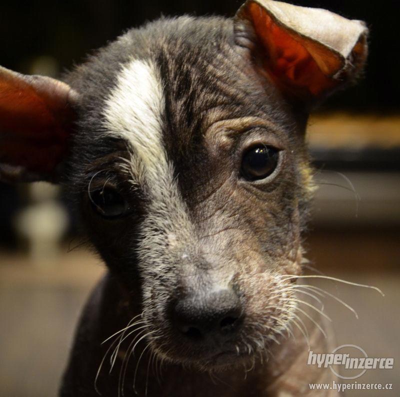 Štěně plemene: MEXICKÝ NAHÁČ (Xoloitzcuintle) VÝRAZNĚ SNÍŽEN - bazar ...