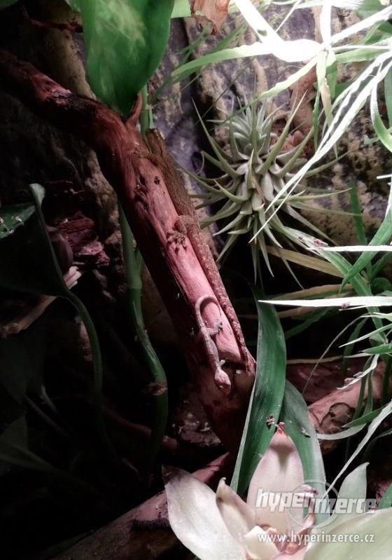 4x Gekon panenský - bazar - Hyperinzerce.cz