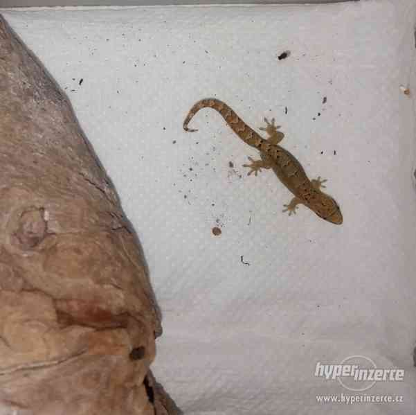 4x Gekon panenský - bazar - Hyperinzerce.cz