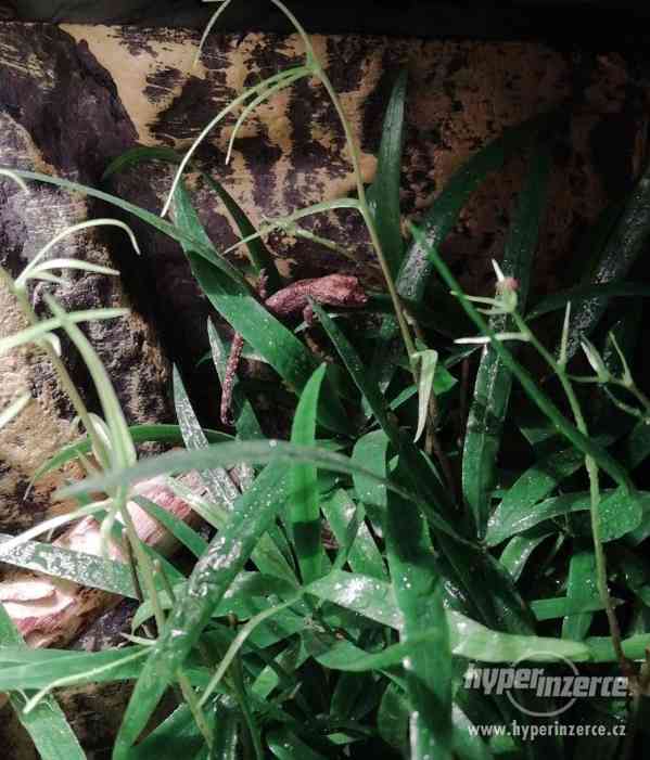 4x Gekon panenský - bazar - Hyperinzerce.cz