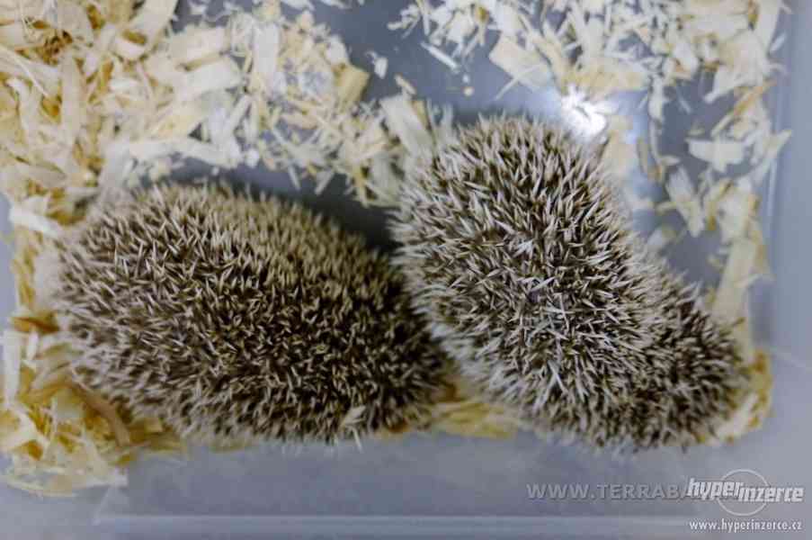 Burza terarijních zvířat v Praze na Pankráci - bazar - Hyperinzerce.cz