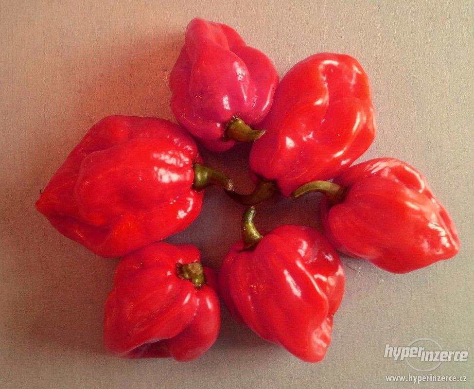 Trinidad Congo Red - čerstvé chilli - bazar - Hyperinzerce.cz
