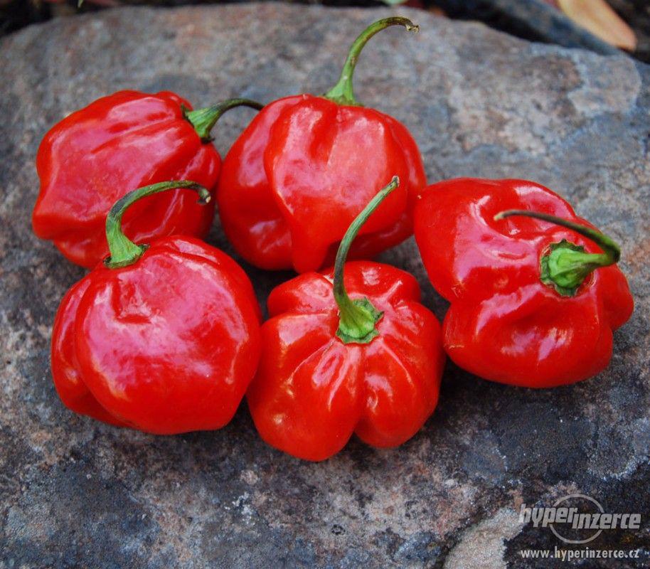 Trinidad Congo Red - čerstvé chilli - bazar - Hyperinzerce.cz